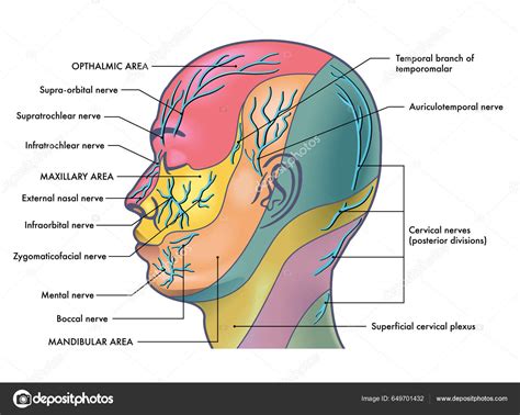 Ilustración Médica Los Principales Nervios Faciales Con Anotaciones