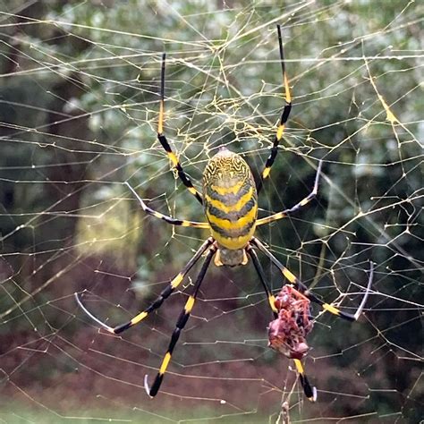 Black And White And Yellow Spiders In Georgia Joro Spiders In Georgia