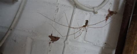 Cellar Spiders Your Household Friend Everything Not Human