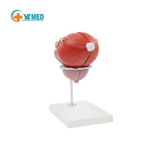 Magnification Of Human Large Bladder Model 3 Times 2 Parts Model Medical Teaching Scientific