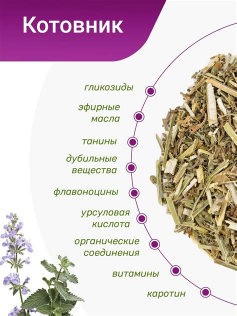 Котовник - купить Крымские травы недорого в интернет-магазине «Травы ...