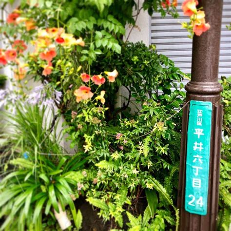 Шамов Дмитрийさんのインスタグラム写真 Шамов Дмитрийinstagram 「Адреса в Японии В интернете часто можно