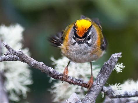 Madeira Firecrest Ebird