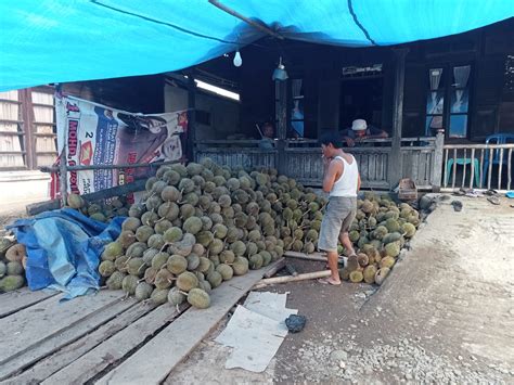 Harga Durian Terjun Bebas