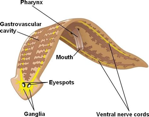 Another Diagram Of Phylum Platyhelminthes Nursing Study Science
