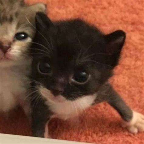 Пин от пользователя Ana Júlia на доске Cat Match Pfp Глупые кошки Милые детеныши животных