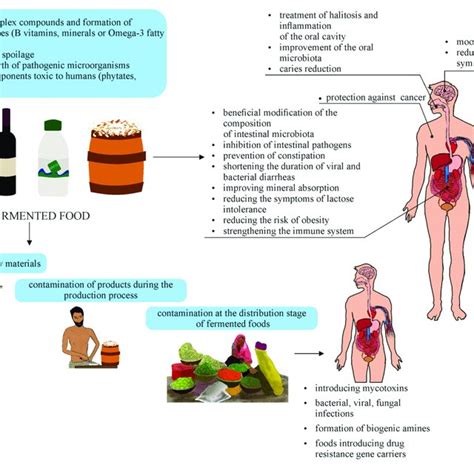 Effects Of Consuming Fermented Foods Download Scientific Diagram