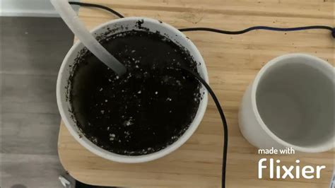 Minor Project Youtube