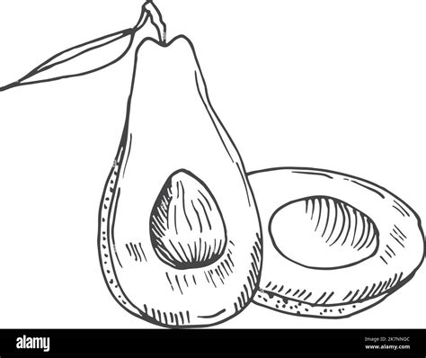Avocado Icon Hand Drawn Half Cutted Fruit Stock Vector Image And Art Alamy