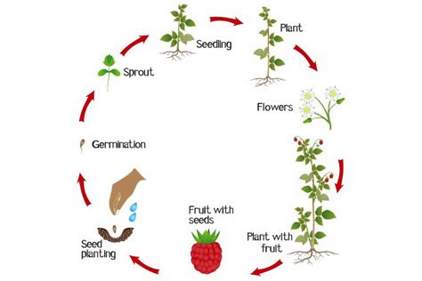 Raspberry Plant Life Cycle At Tracy Silvera Blog