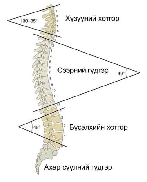 Багана нурууны бүтэц үйл ажиллагаа ба эрүүл мэнд Багананурууны