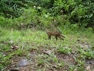 Borneo Wild Cat Project Felidae Conservation Fund