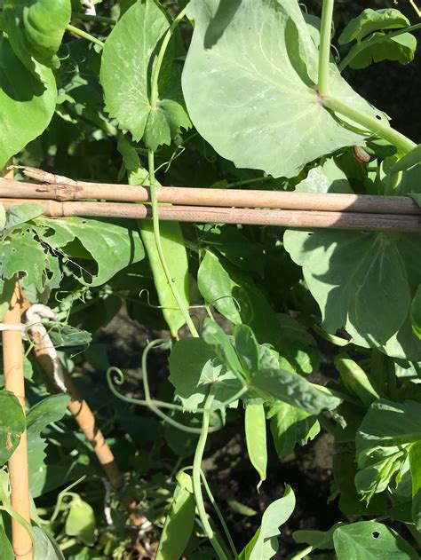Runner Beans