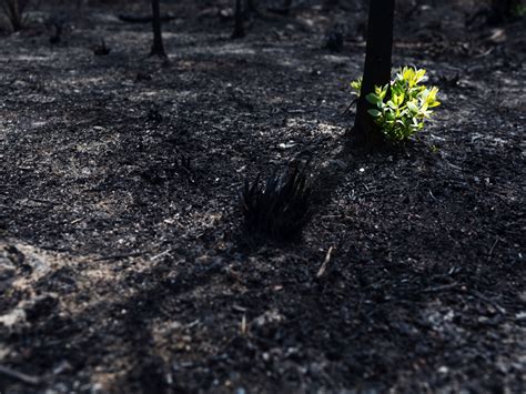 Pyrophytic Plants Lovers Of Fire Padeye