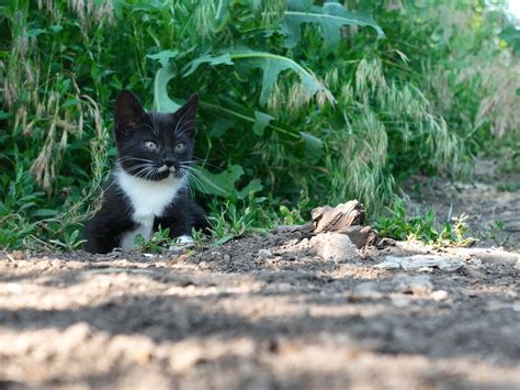 Gulli Ver On Twitter Rt Lucky Soldier Ладно запитаю ще раз Кому киця Є ще дуже схожий на