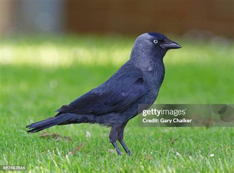 Bird Jackdaw Photos And Premium High Res Pictures Getty Images