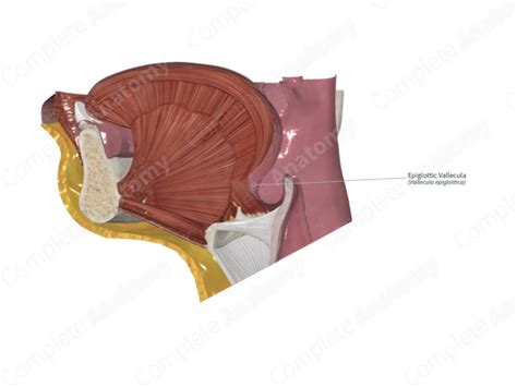 Epiglottis An Overview Sciencedirect Topics