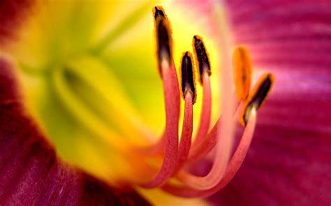 2000 Квіти шпалери на робочий стіл Hd Скачати Безкоштовно заставки