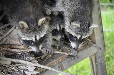 Raccoons Nesting Photos