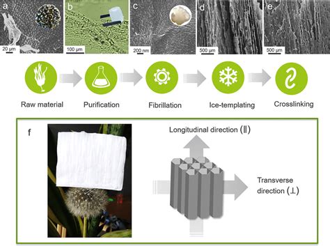 Schematic And Microscopic Images At The Different Processing Steps A