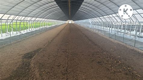 밤도깨비 줌마농부 새로운 딸기 농사시작🍓🍓 Youtube