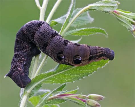 16 Types Of Horned Caterpillars With Pictures