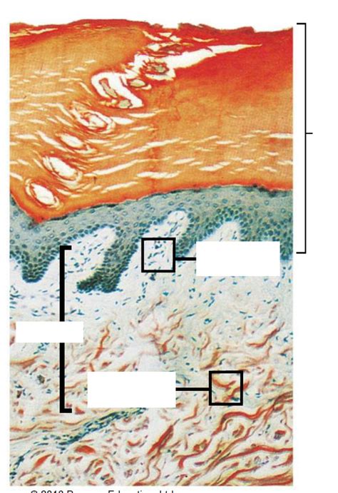 Dermis Layers Diagram Quizlet