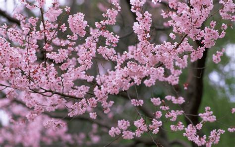 배경 화면 봄 나무 꽃 핑크 사쿠라 꽃 2880x1800 그림 이미지