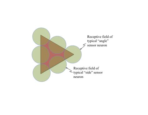 The Receptive Fields Of Sensory Neurons That Detect The Components Of A
