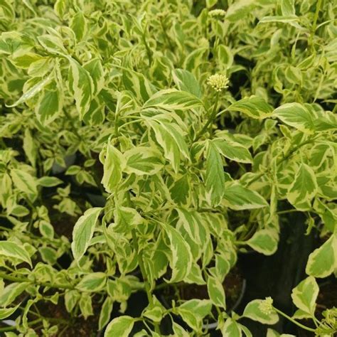 Cornus Varieties 2ltr ⋆ Cuckoo Bridge Nursery And Farm Shop