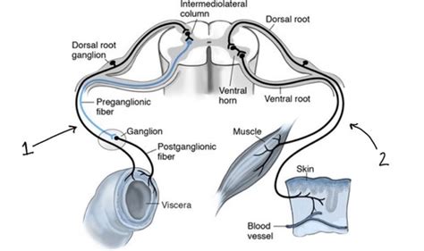 The Peripheral Nervous System Flashcards Quizlet