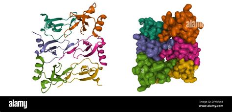 Structure Of Cc Chemokine Ligand 5 Ccl5 3d Cartoon And Gaussian Surface Models With