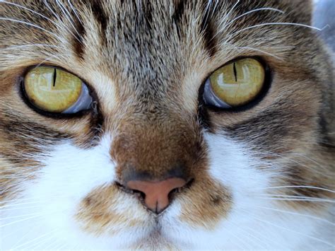 «feline pet» HD Wallpapers
