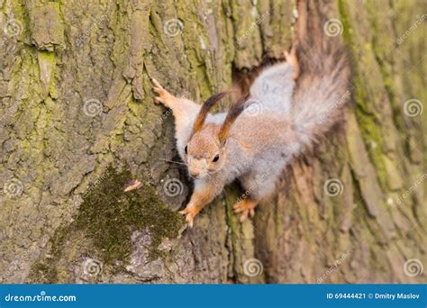 Squirrel On A Tree Trunk Stock Image Image Of Cute Color