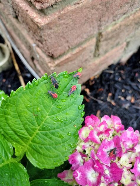 Help With Bug Identification Rwhatsthisbug