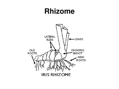 Ppt Plant Anatomy Powerpoint Presentation Free Download Id 630170