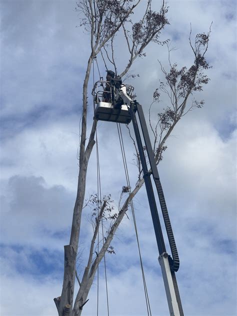 Tree Lopping Or Tree Removal Which One Do You Need