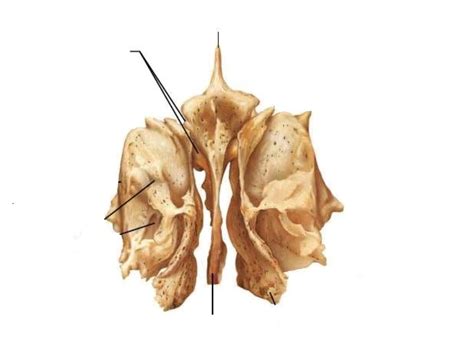 Ethmoid Diagram Quizlet