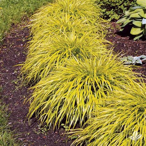 All Gold Japanese Forest Grass Earl May Garden Center