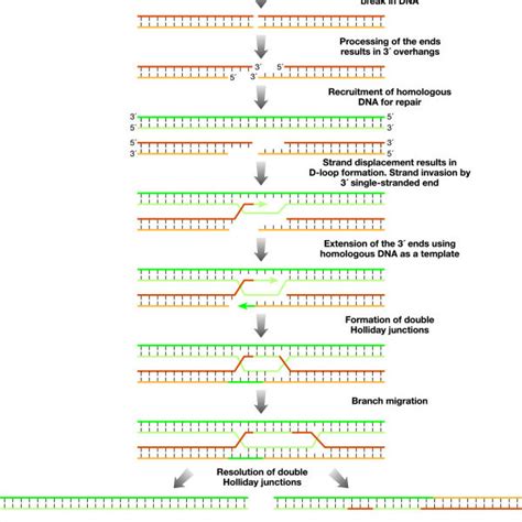 Pdf Resolving Rad51c Function In Late Stages Of Homologous Recombination