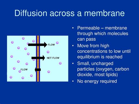 Cellular Membrane Notes Ppt Download