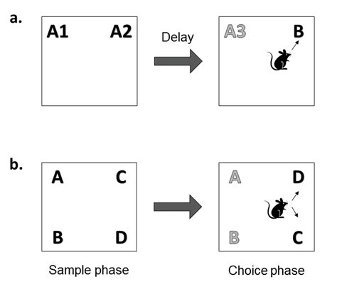 Schematic Representation Of Object Recognition Tasks In The Nor Task Download Scientific