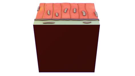 3d Columnar Epithelium Model Turbosquid 2235610