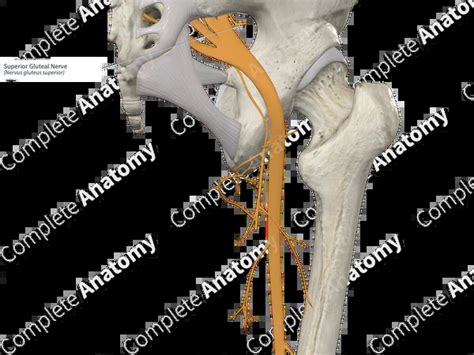 Superior Gluteal Nerve Complete Anatomy