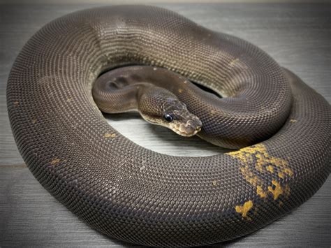 8 Paradox Ball Python By Cashpythons Morphmarket