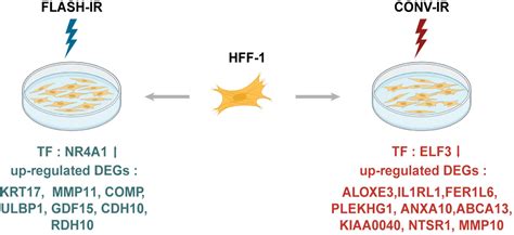 Comparative Transcriptomic Analysis Unveils Divergent Effects Of Flash Versus Conventional