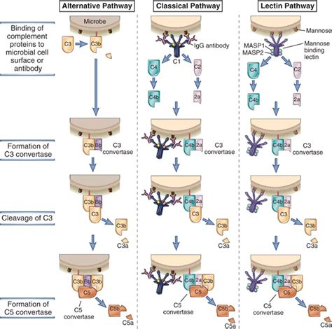 Complement Pathways Types Functions Regulation Artofit