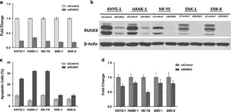 Runx3 Inhibition In Nktl Cells Silenced Runx3 Nktl Cells Sirunx3