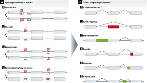The Dark Matter Of The Cancer Genome Aberrations In Regulatory Elements Untranslated Regions