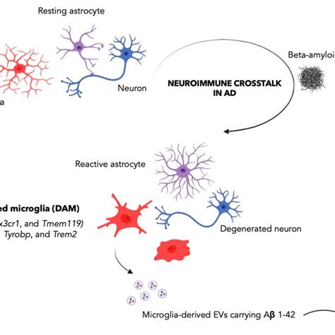 The Disease Associated Microglia As A Driver Of Synaptic Dysfunction In